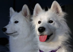 SAMOYED pictures featured