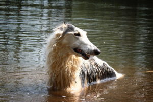 BORZOI Pictures by Professionals