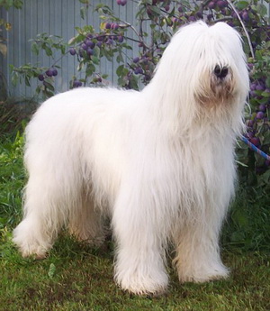 South Russian Ovcharka-RUSSIAN SHEEPDOG-White Russian Dog
