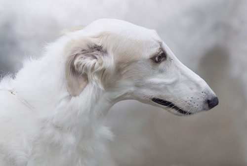 Borzoi, the Russian Wolfhound