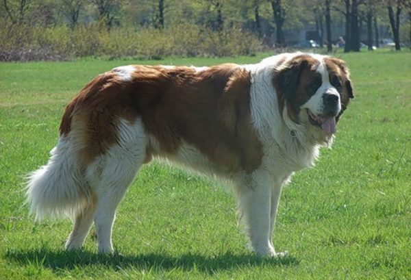 Moscow Watchdog - Gentle Giant or Warrior?