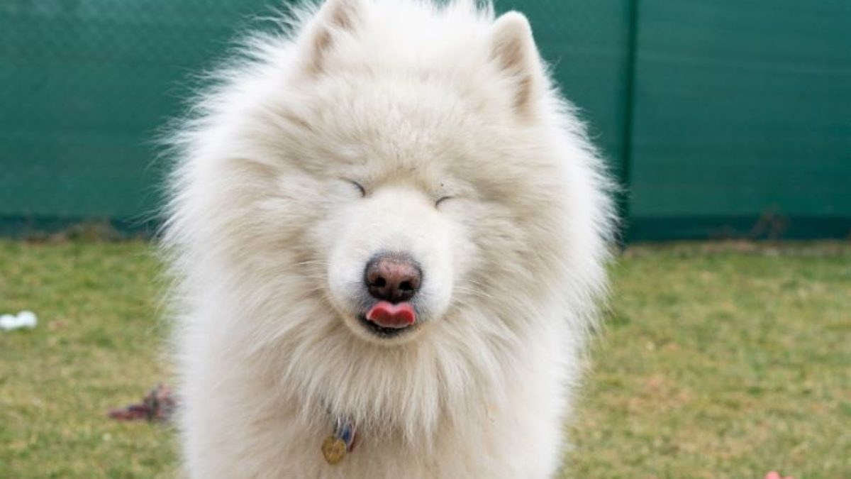 Can A Samoyed And A Pomeranian Be Friends