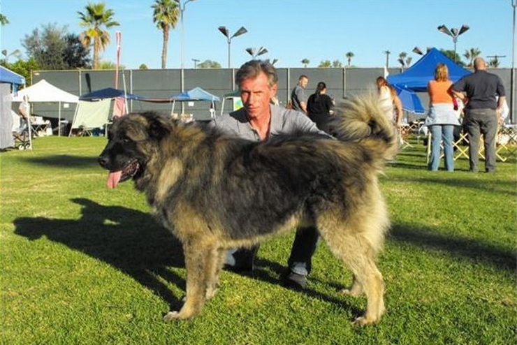 Caucasian Shepherd Breeders in the US