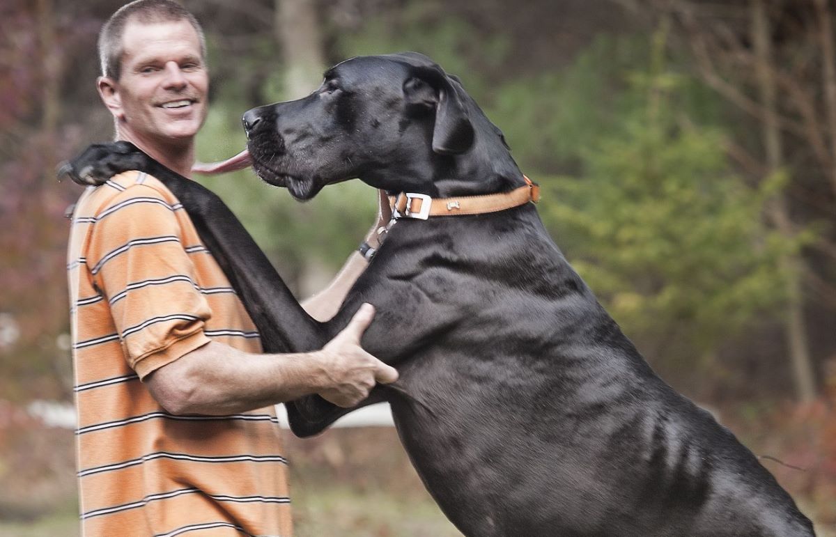 What Is Heaviest Dog Breed