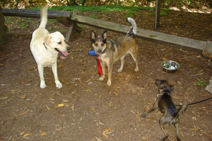 Will Chihuahua Get Along with Labrador?