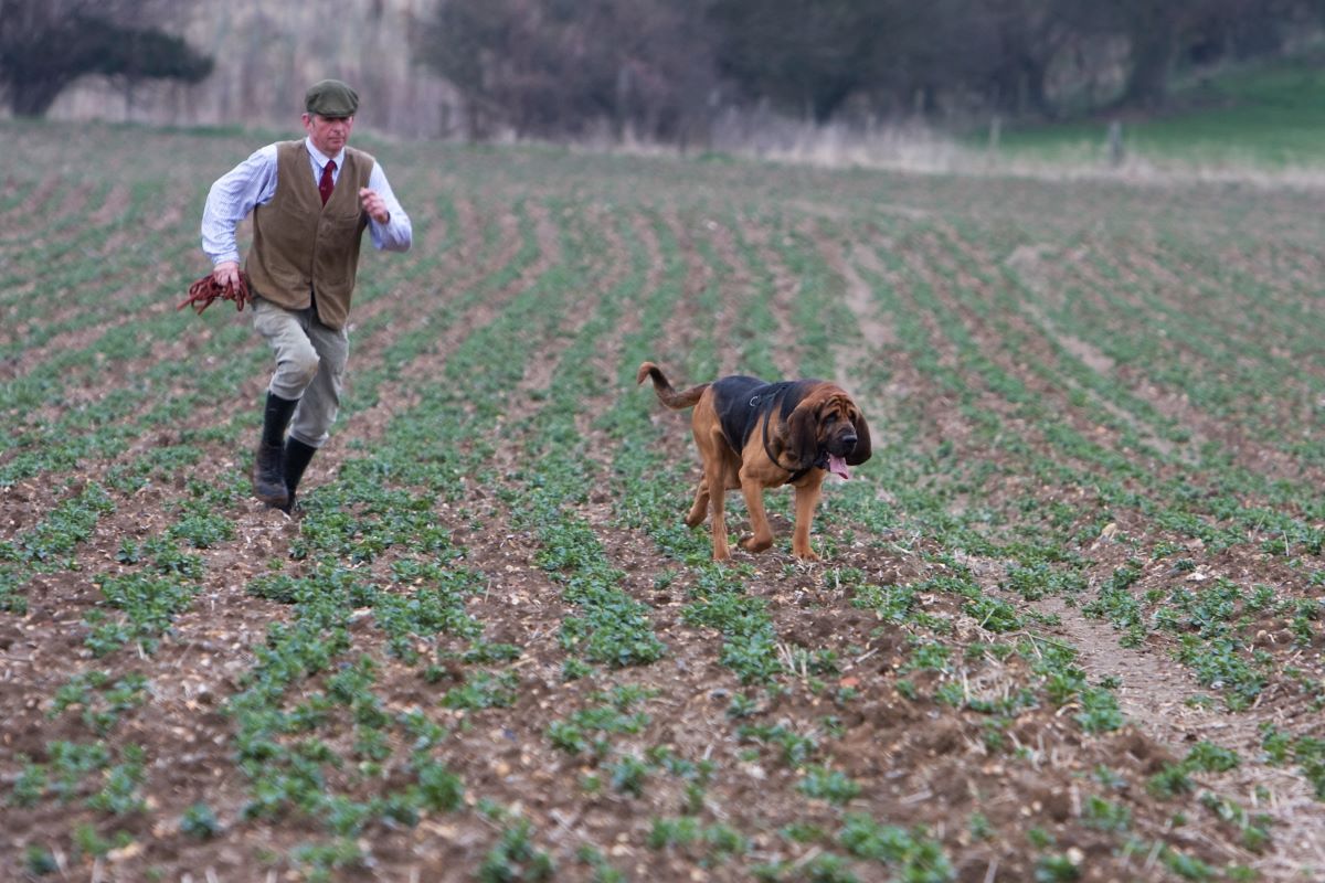 What Is A Bloodhound Hunt