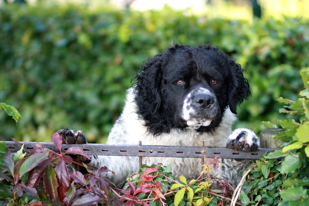Best Guard Dog that is Cute and Good with Family?