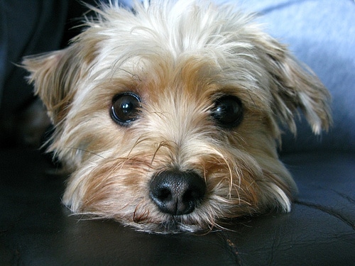 How Long Should You Crate Train Your Dog 