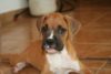 How do I get AKC Papers for my Full-Bred Boxer Puppy?