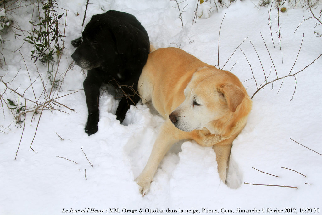 Should we keep our Labrador Outside for the Winter?