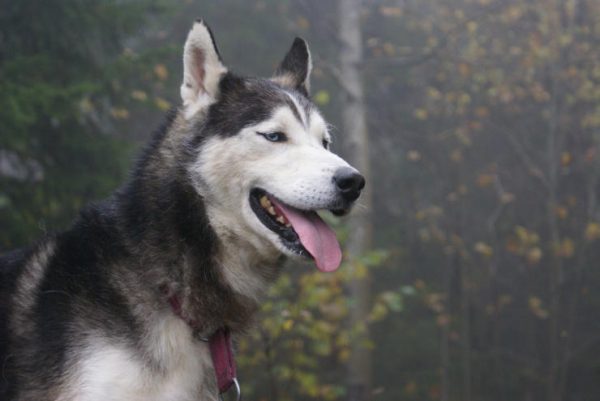 Can Siberian Husky be a good Service Dog?