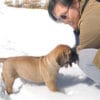 What can you say about Giant Maso Mastiff dog breed?