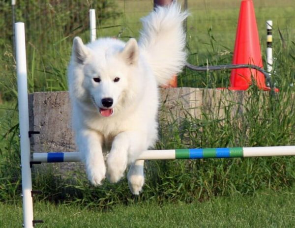 Training Your Samoyed Dog