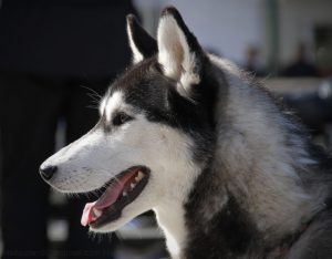 Will Siberian Husky Protect You from an Attacker?