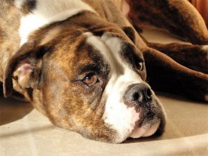 Can I Breed my APRI registered Bulldog (champion bloodlines)?