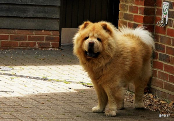 Some Questions about Chow-Chow Puppies?