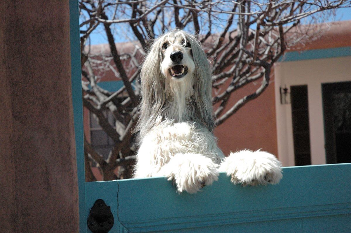 Can A Border Collie And A Afghan Hound Be Friends