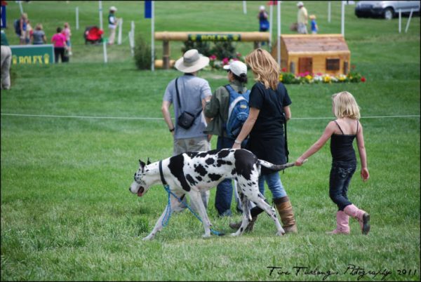 What is better for a Great Dane puppy (Collar, Head Halter, Harness)?