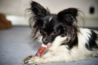 Should I Get a Papillon dog if I Live in a House?