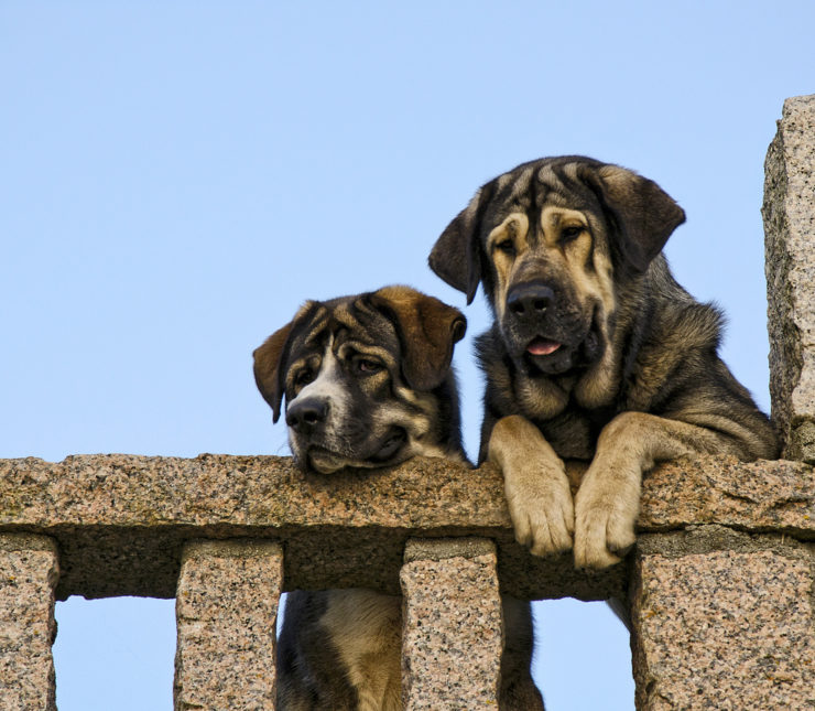What are Guard Dog Puppy Characteristics?