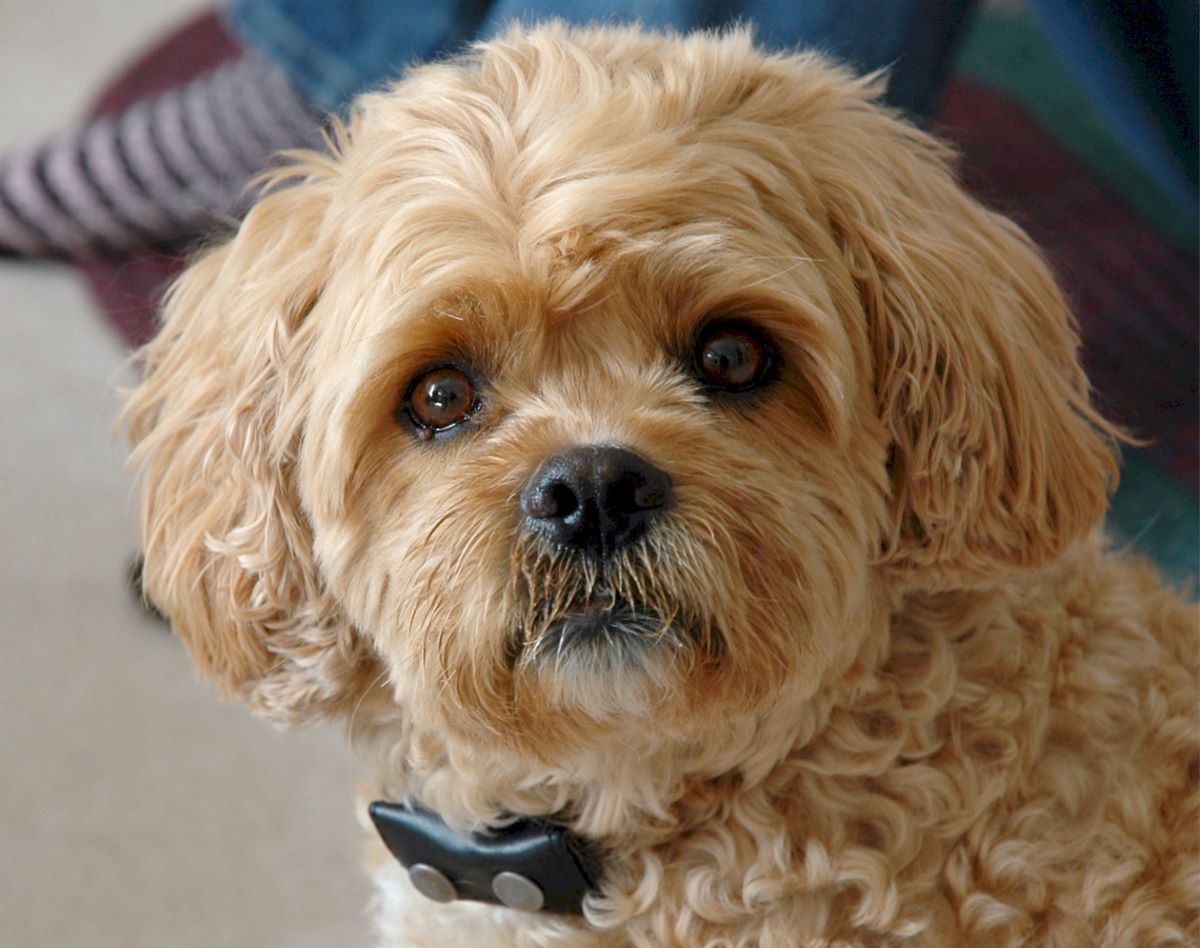 How Big Does A Shih Tzu Bichon Mix Get