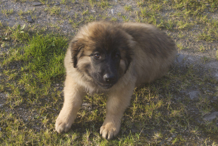 How Much the Leonberger Puppies Generally Cost? (US prices)