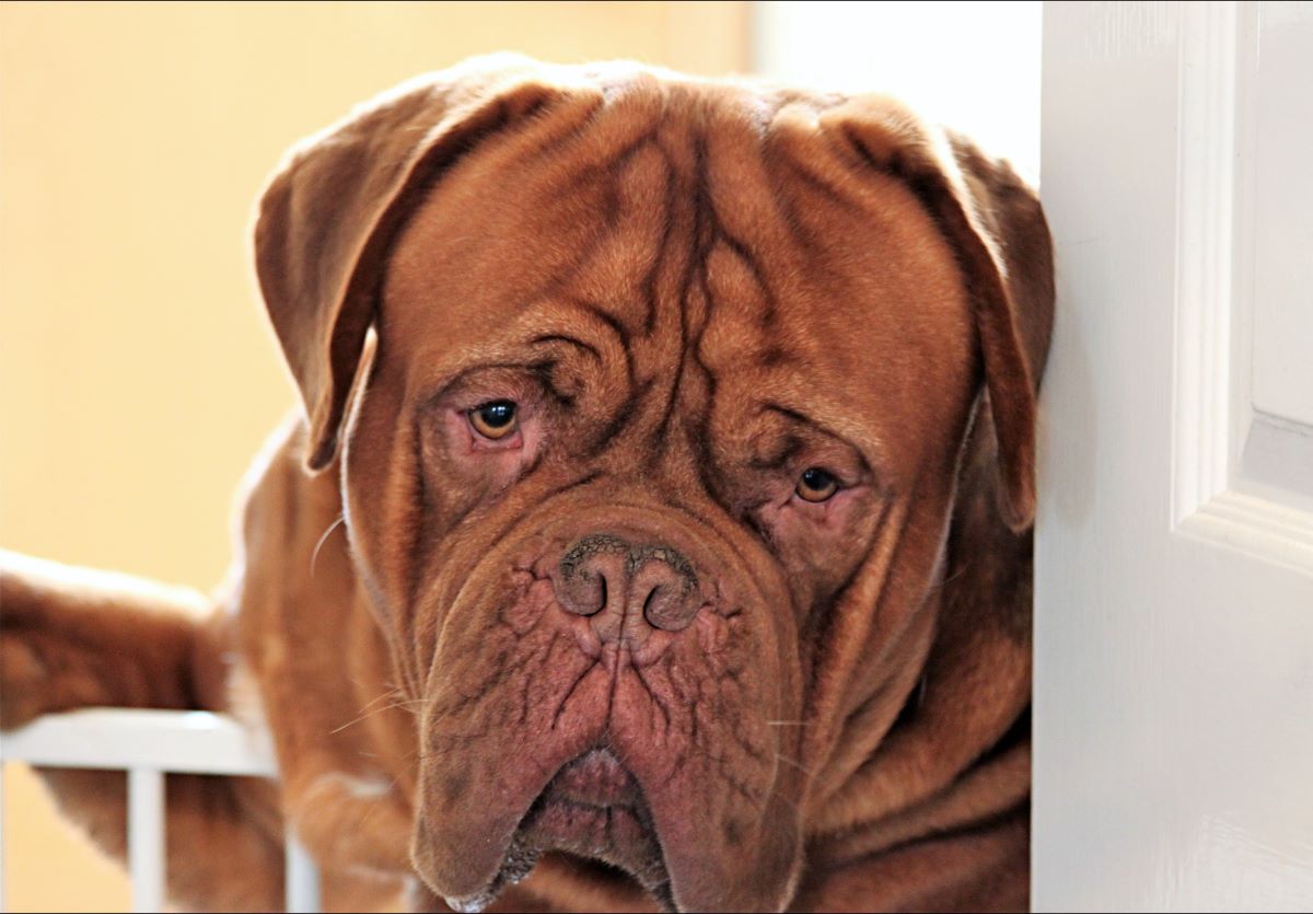 Are Dogue De Bordeaux Aggressive