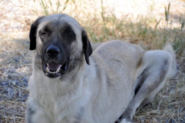 Does Kangal Dog have the Strongest Bite Force?
