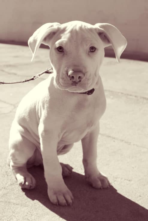 Best Test to tell if your Pit Bull is Purebred?