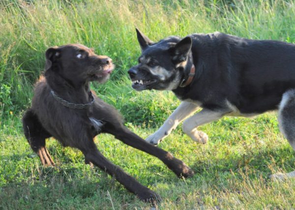 How to Recognize and Break Up a Dog Fight