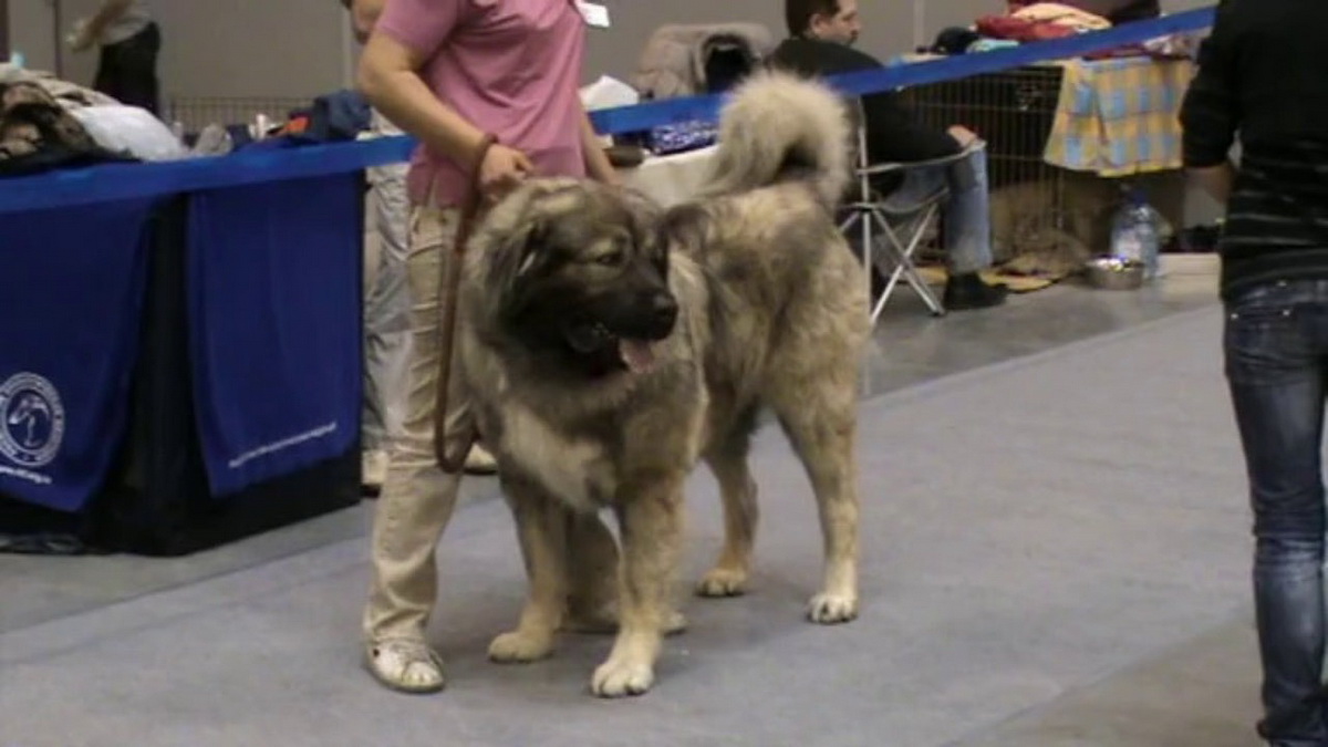 Caucasian Shepherd, the Amazing Russian Bear Dog