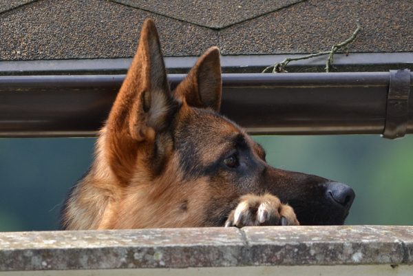 7 Best Guard dogs for a Young Woman in an Apartment