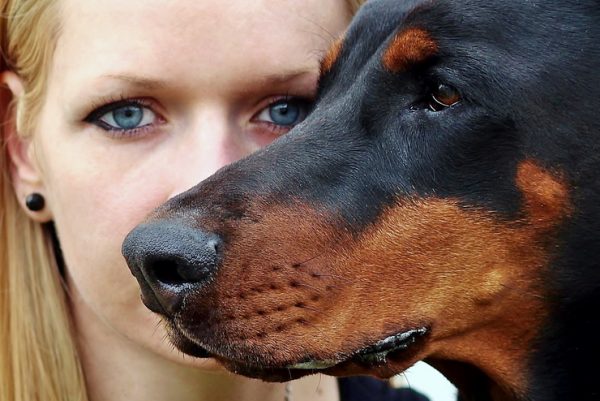 7 Best Guard dogs for a Young Woman in an Apartment