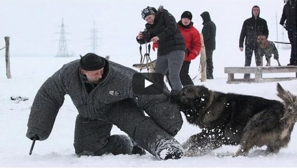 Soviet Dog Breeds - Russian Army Dogs