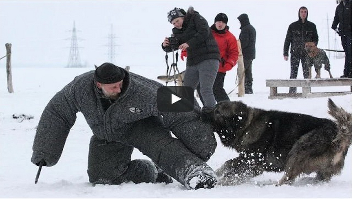 Soviet Dog Breeds - Russian Army Dogs