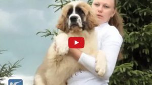 Moscow Watchdog - Gentle Giant or Warrior?