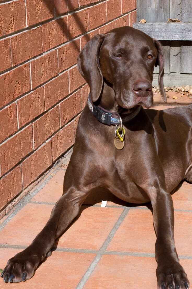 How Much dry food to Feed an adult German Shorthaired Pointer?