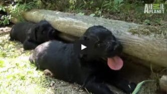 Are Black Russian Terriers Good Police and Security Dogs?