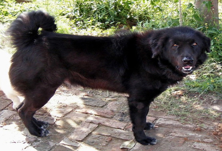 Dog Breeds in India: 10 Best