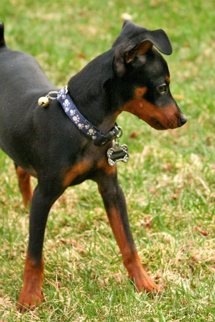 Can I Crop and Dock my Miniature Pinscher's Ears and Tail at 3 Months?