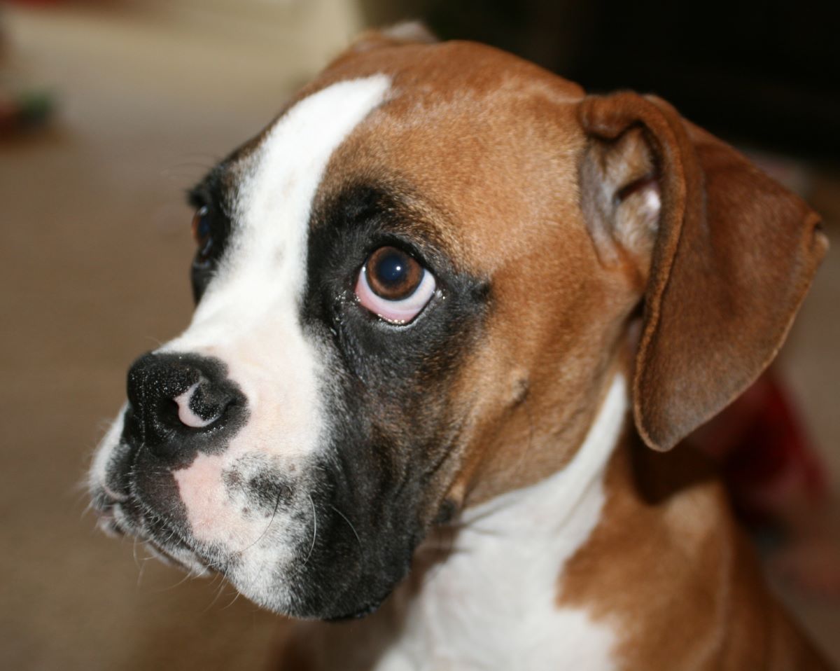 How Do You Discipline A Boxer Puppy
