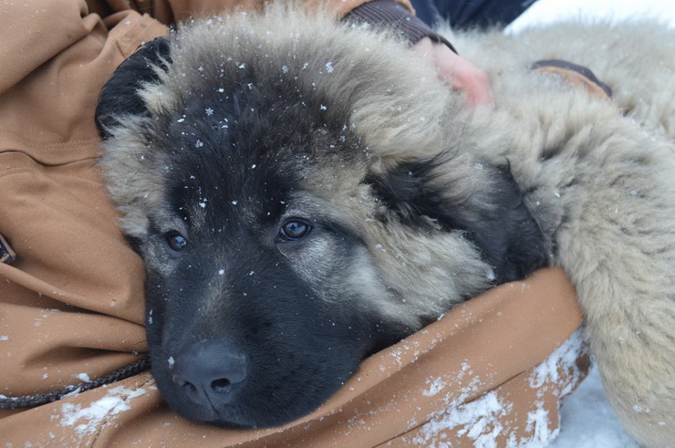 Caucasian Shepherd for Sale or Adoption (Latest Ads)