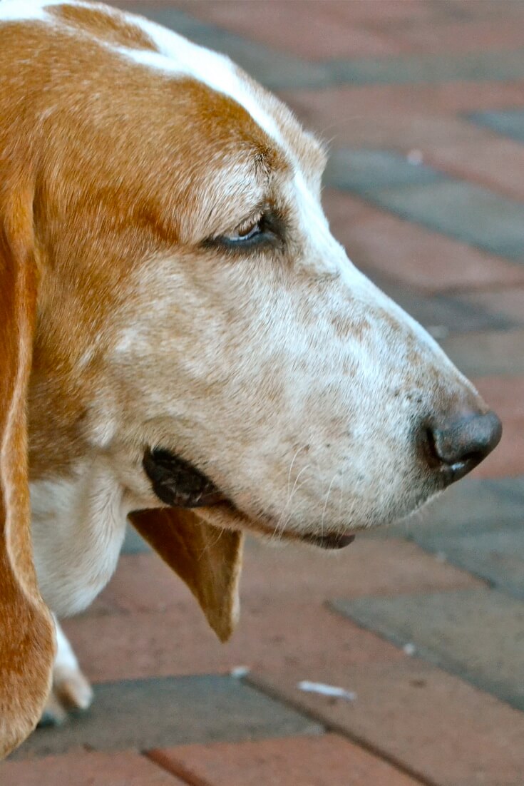 When do Basset Hounds go into their First and Second Heats?
