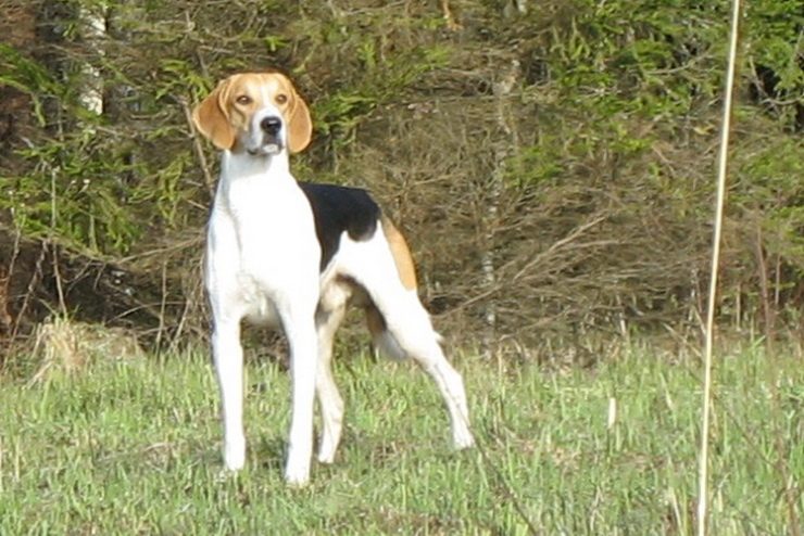 RUSSIAN HOUND - Russian Harlequin Hound - Scent Hunting Dogs