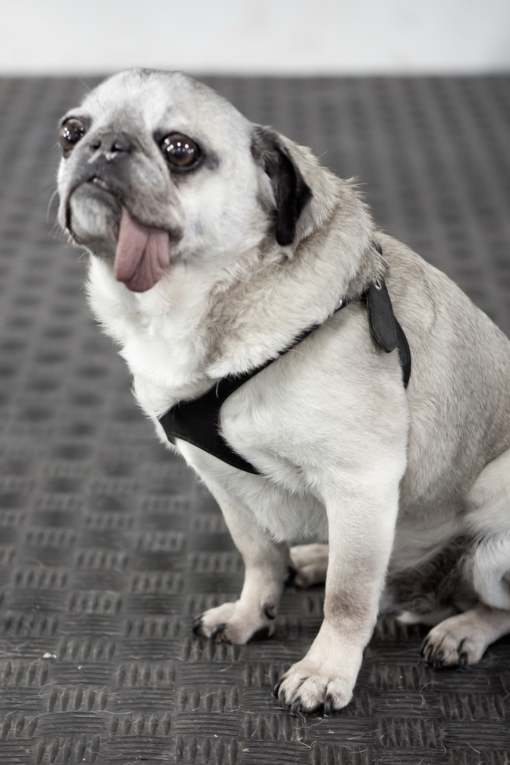 How can I Help my Pug with Breathing Problems?
