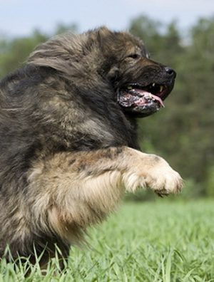 How Much is a Caucasian Shepherd (All Prices, USA)
