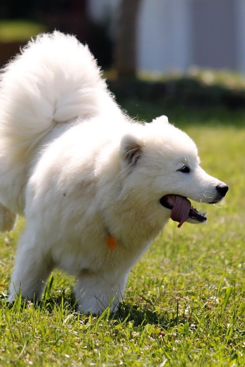Can a Samoyed Dog be Trusted Off Leash?
