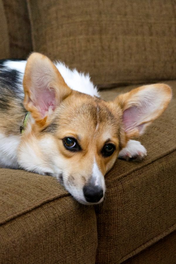 What Food do Corgis Eat and What Human Food can Harm Them?