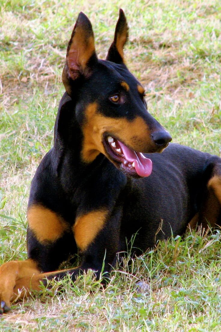 How do you Get a Doberman to Gain Weight?