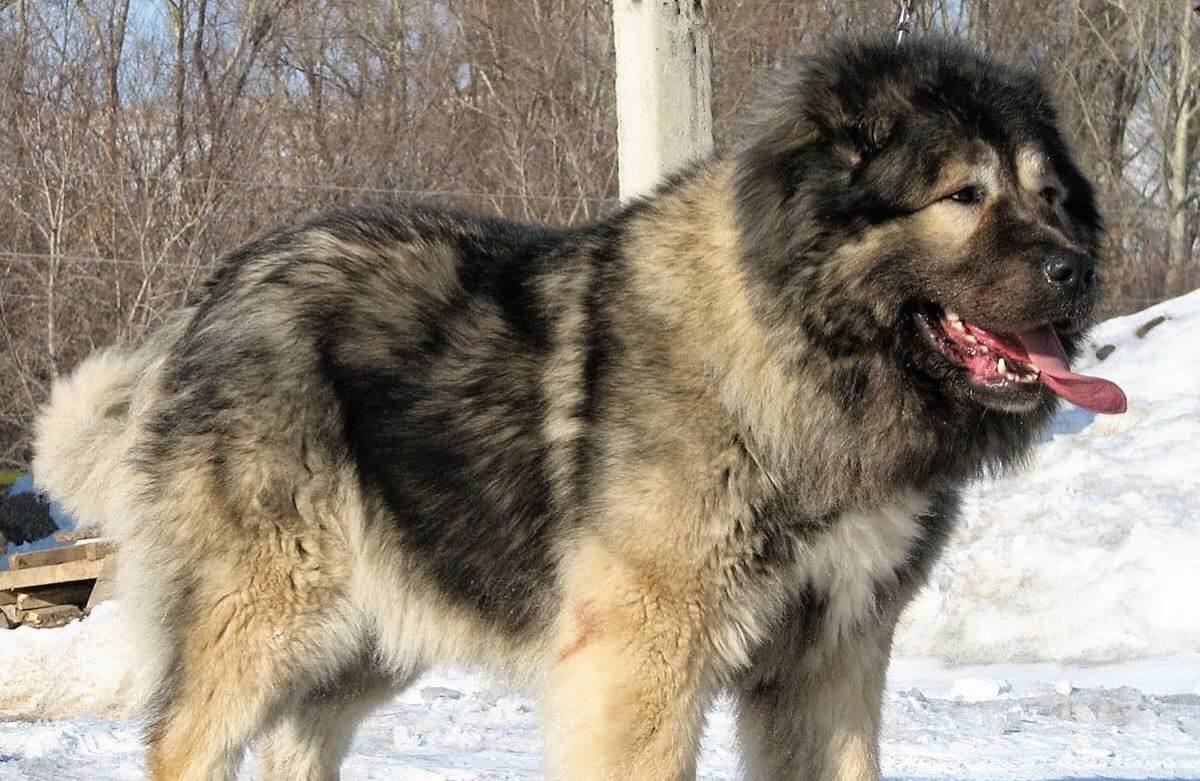 Can Caucasian Ovcharka Be Trained Not To Be Aggressive